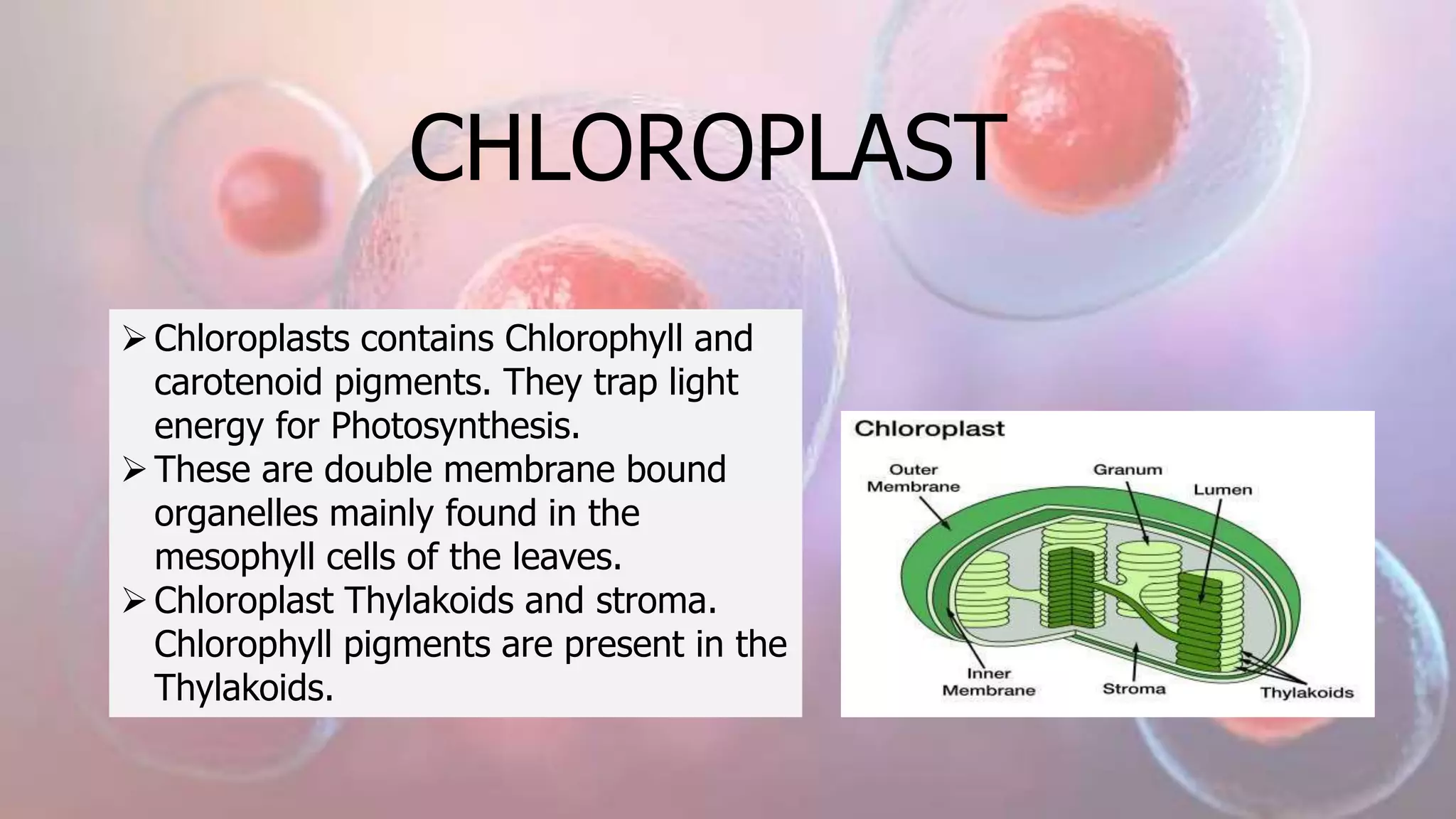 Class 9th ch 5 The Fundamental Unit Of Life[1].pptx