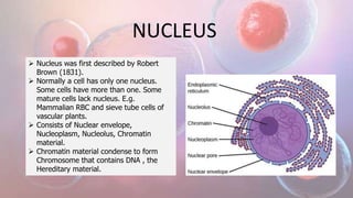 Class 9th ch 5 The Fundamental Unit Of Life[1].pptx
