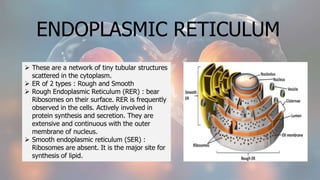 Class 9th ch 5 The Fundamental Unit Of Life[1].pptx