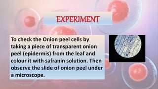Class 9th ch 5 The Fundamental Unit Of Life[1].pptx