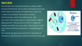 class 9th ch cell.pptx by harsh goyal () | PPTX