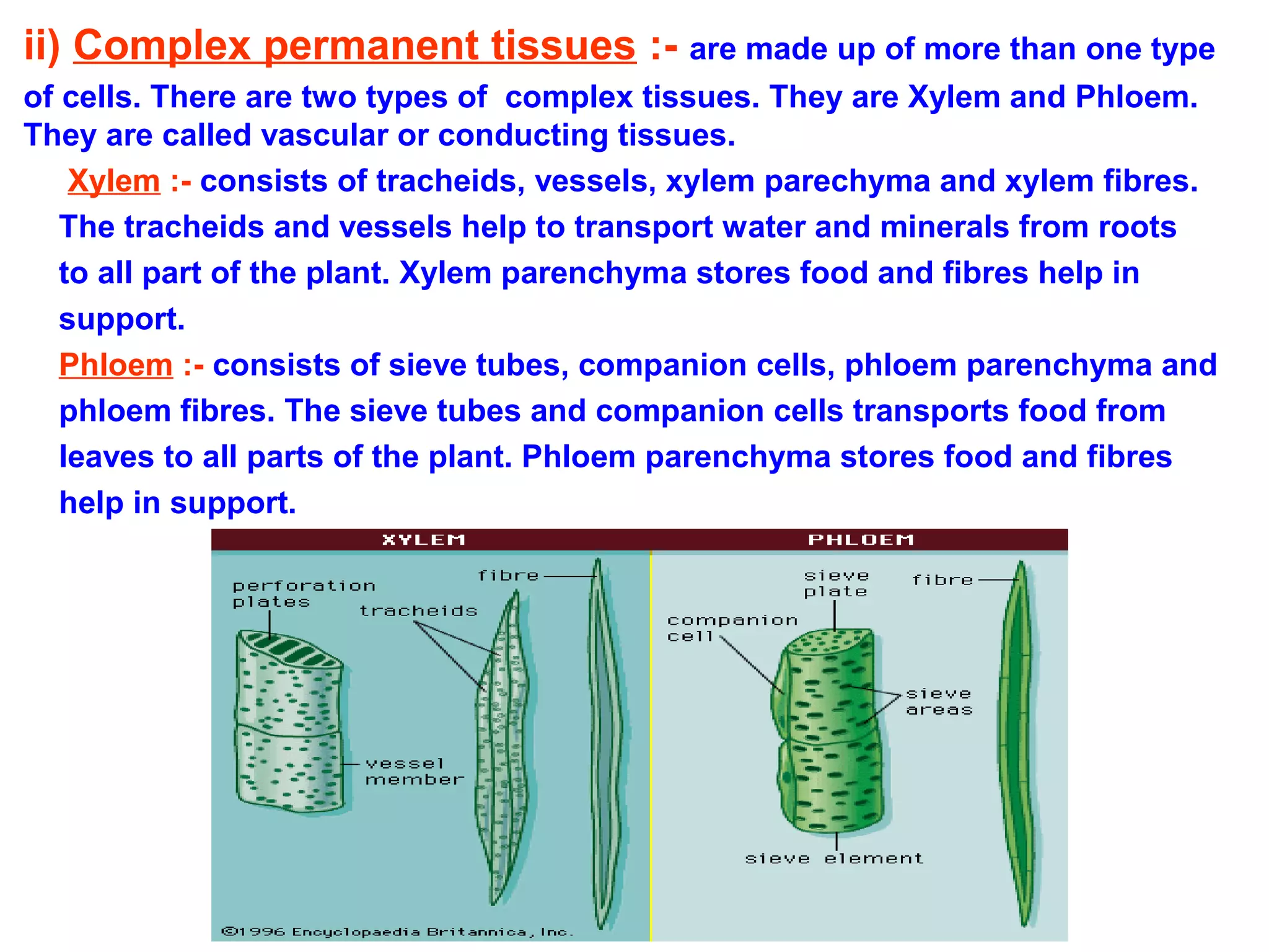 Class 9 tissue chapter 6 | PPT