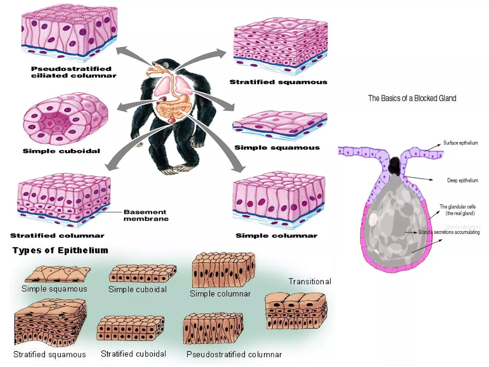 Class 9 tissue chapter 6 | PPT