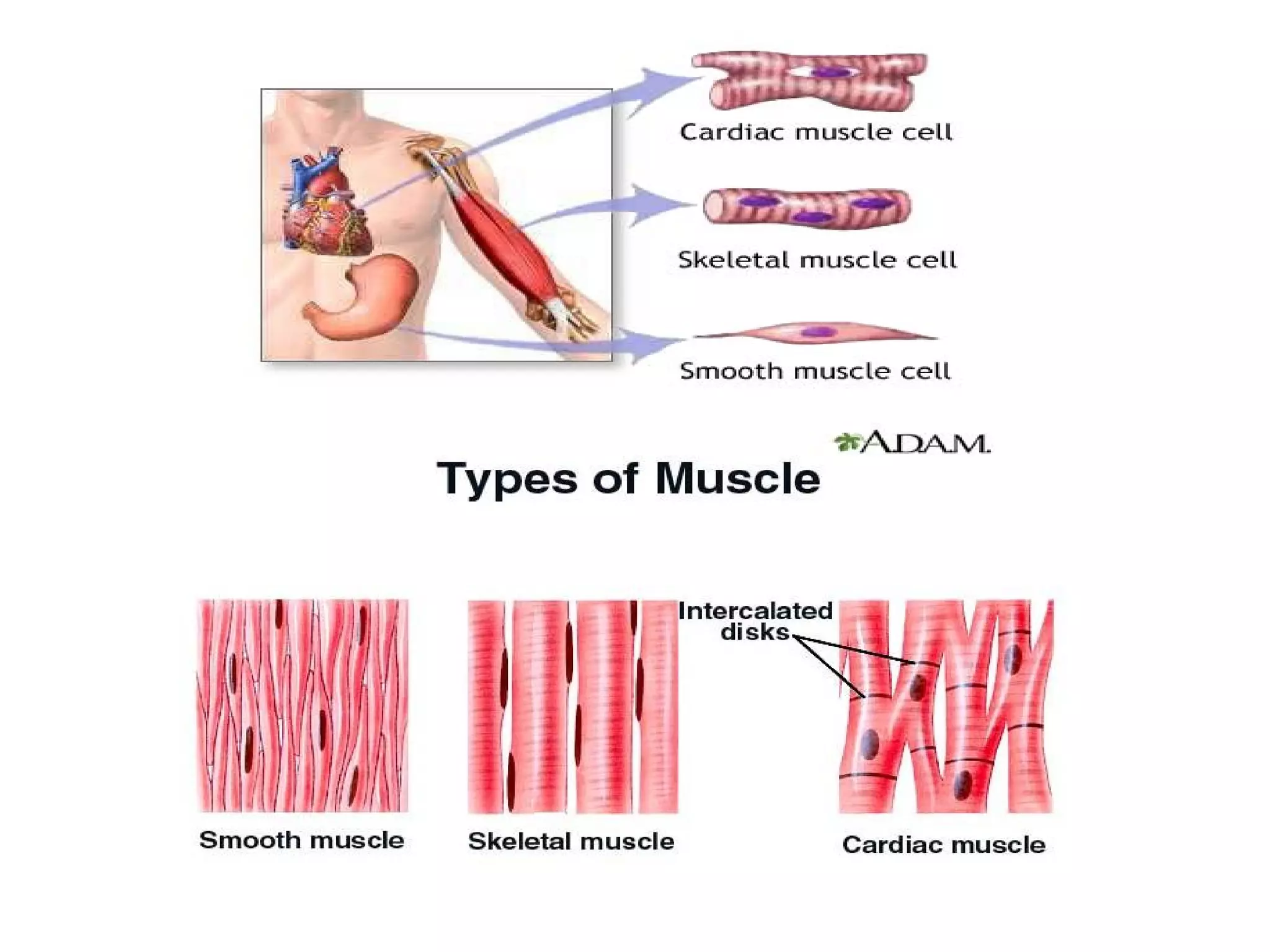 Class 9 tissue chapter 6 | PPT