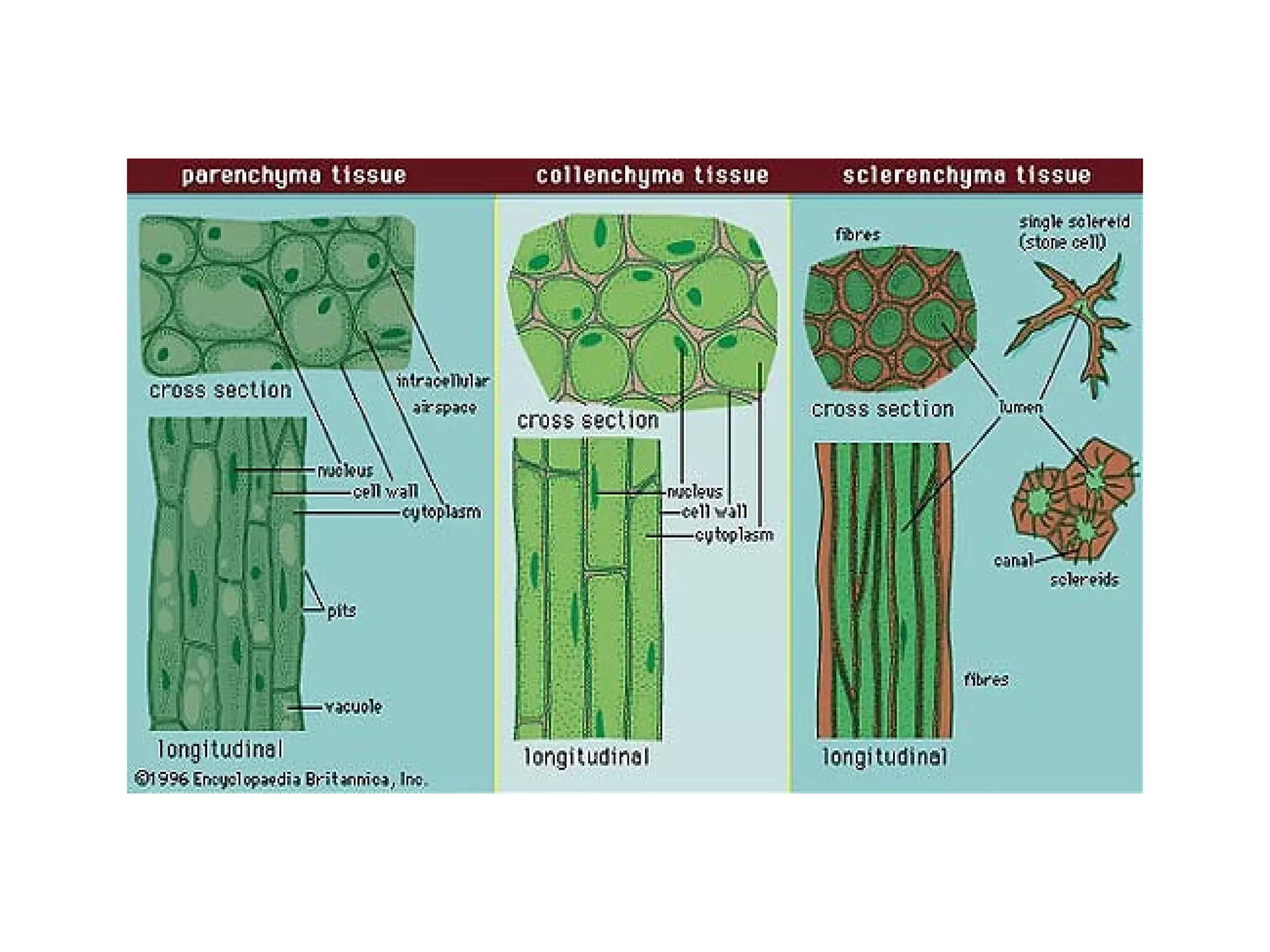 Class 9 tissue chapter 6 | PPT