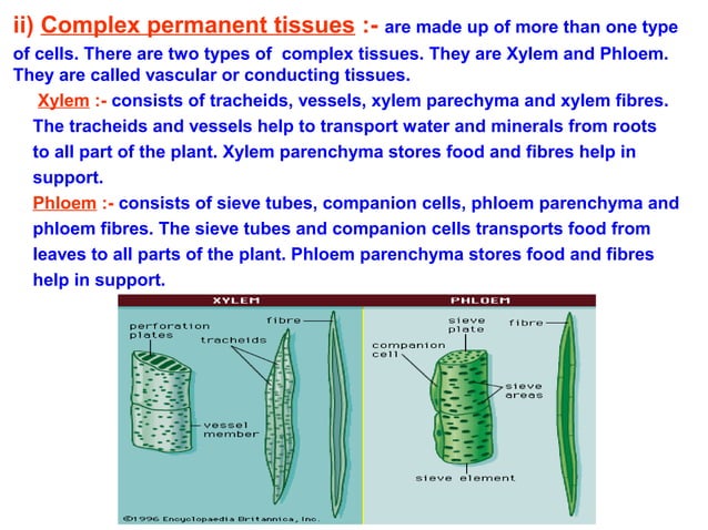 Class 9 tissue chapter 6 | PPT