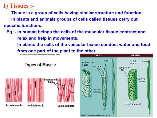 Class 9 tissue chapter 6 | PPT