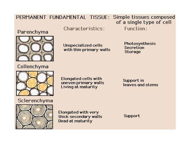 Class 9 tissue chapter 6 | PPT