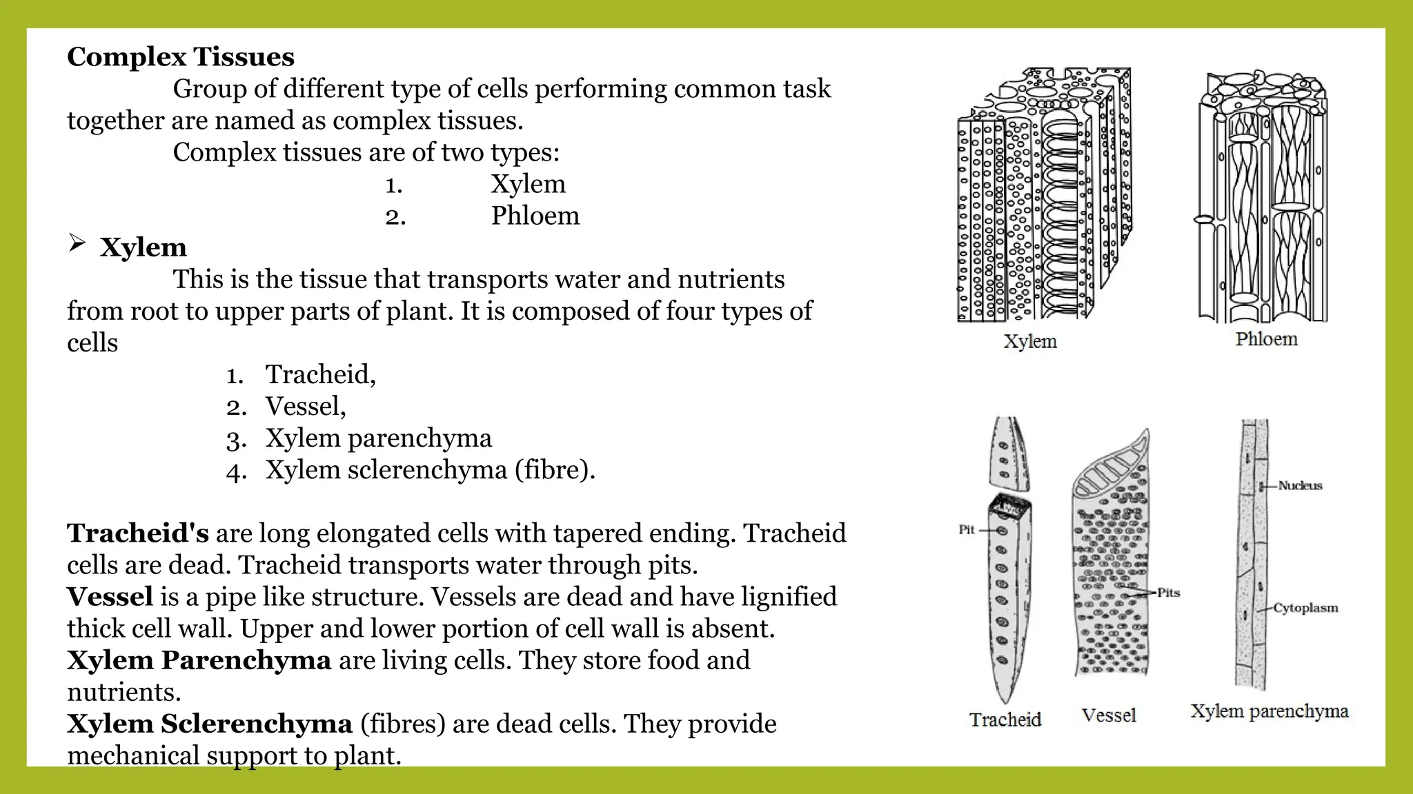 Ch6 Tissues-Class 9-Biology-Science-NCERT-CBSE.pptx