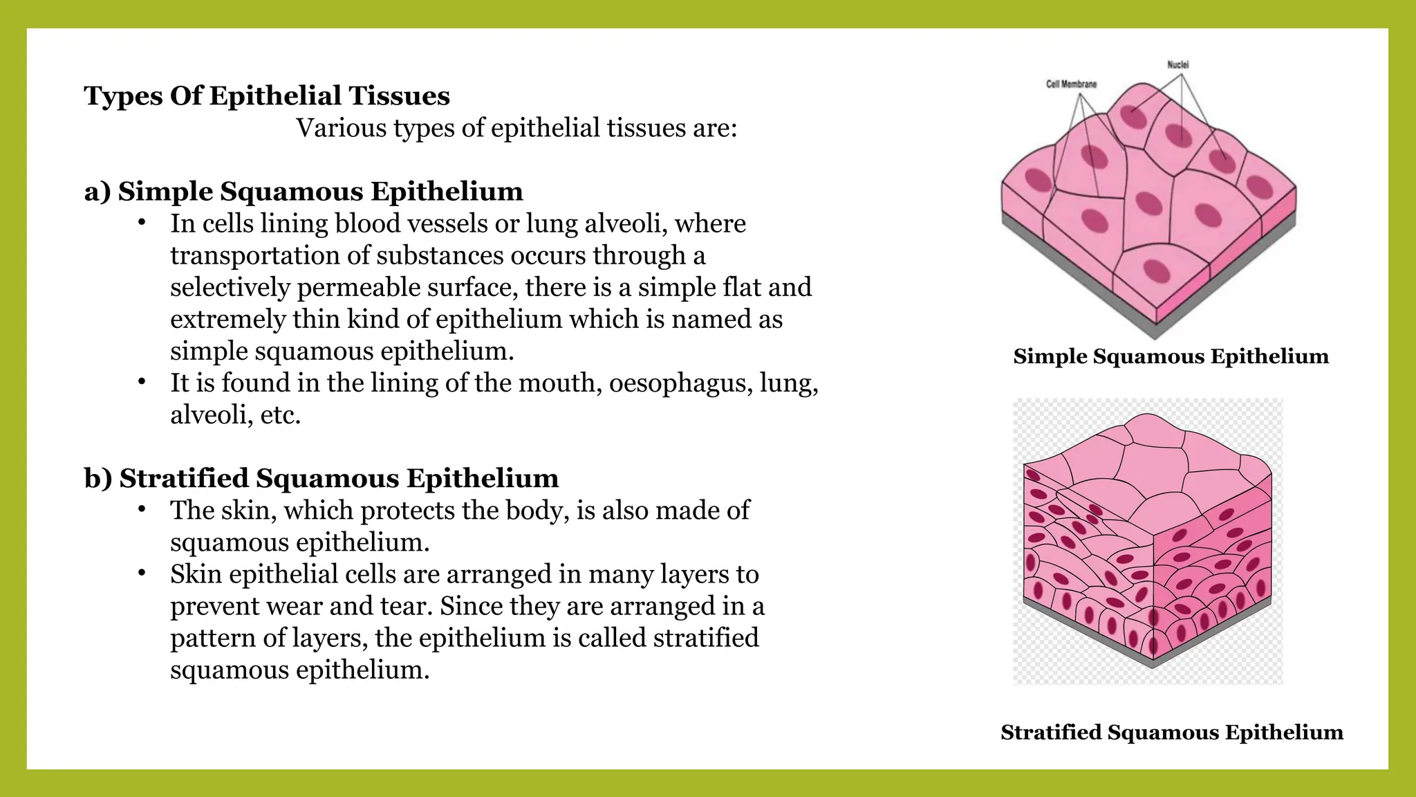 Ch6 Tissues-Class 9-Biology-Science-NCERT-CBSE.pptx