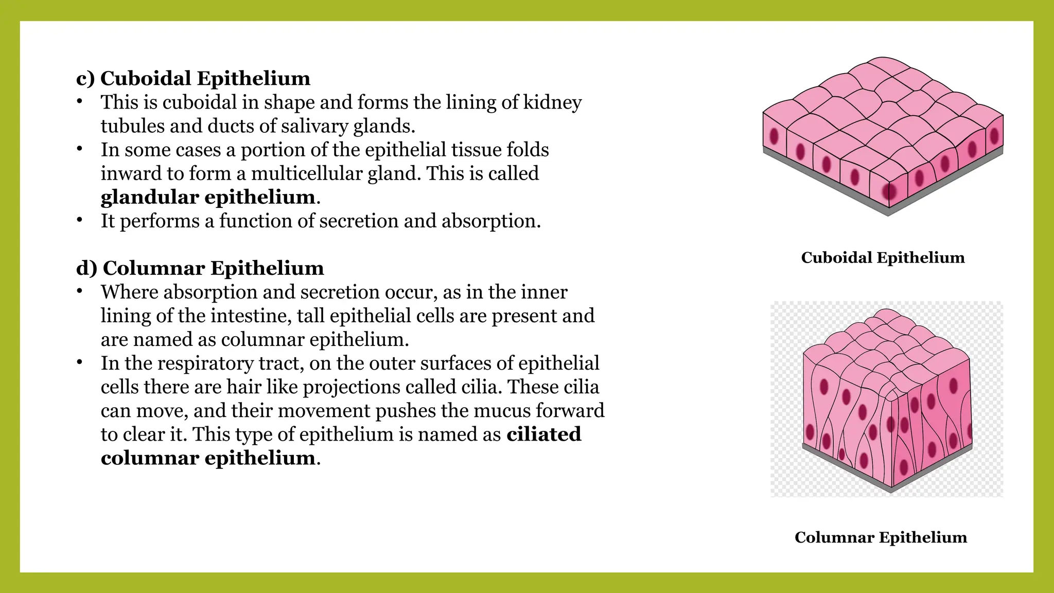 Ch6 Tissues-Class 9-Biology-Science-NCERT-CBSE.pptx