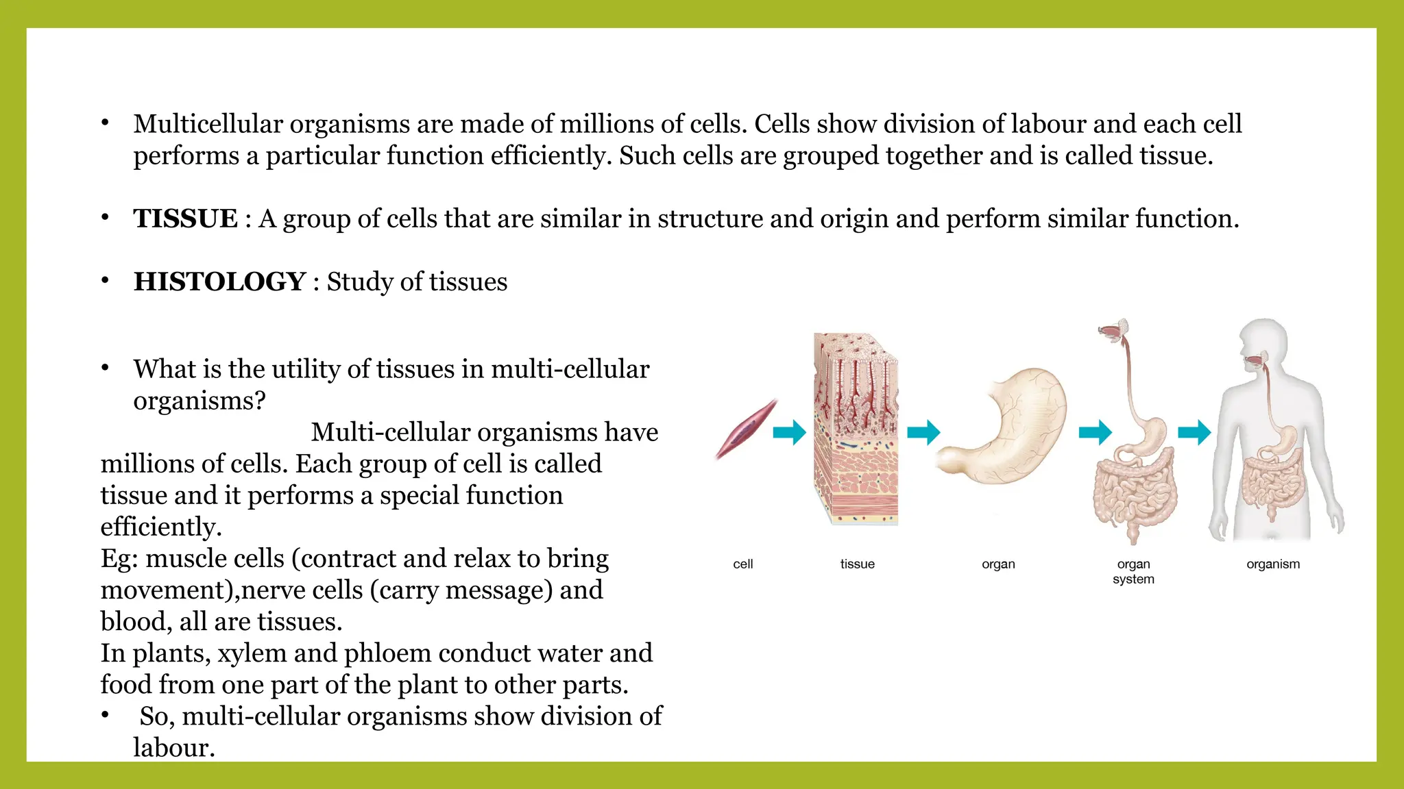 Ch6 Tissues-Class 9-Biology-Science-NCERT-CBSE.pptx