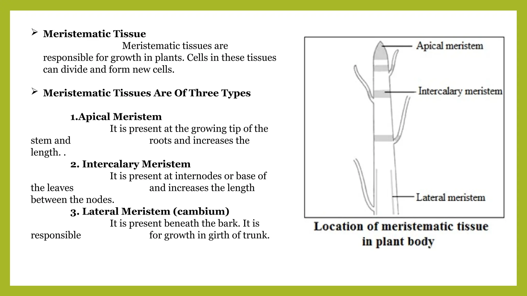 Ch6 Tissues-Class 9-Biology-Science-NCERT-CBSE.pptx