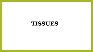 Ch6 Tissues-Class 9-Biology-Science-NCERT-CBSE.pptx