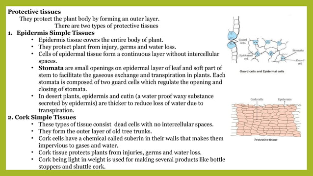 Ch6 Tissues-Class 9-Biology-Science-NCERT-CBSE.pptx