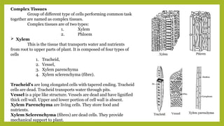 Ch6 Tissues-Class 9-Biology-Science-NCERT-CBSE.pptx