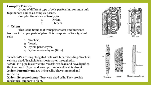 Ch6 Tissues-Class 9-Biology-Science-NCERT-CBSE.pptx