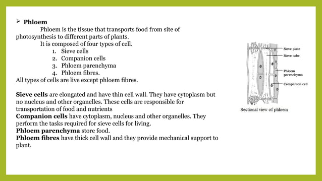 Ch6 Tissues-Class 9-Biology-Science-NCERT-CBSE.pptx