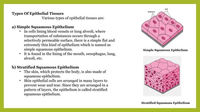 Ch6 Tissues-Class 9-Biology-Science-NCERT-CBSE.pptx