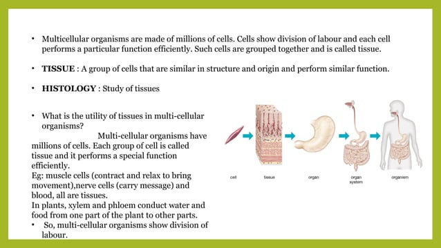 Ch6 Tissues-Class 9-Biology-Science-NCERT-CBSE.pptx