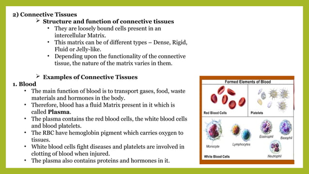 Ch6 Tissues-Class 9-Biology-Science-NCERT-CBSE.pptx