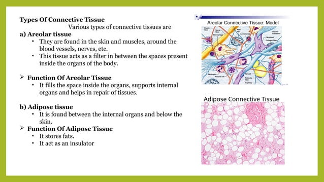 Ch6 Tissues-Class 9-Biology-Science-NCERT-CBSE.pptx