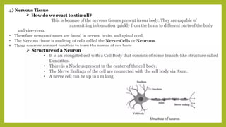 Ch6 Tissues-Class 9-Biology-Science-NCERT-CBSE.pptx