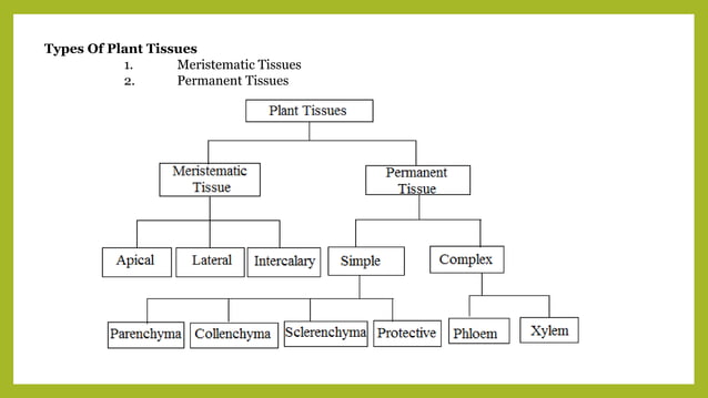 Ch6 Tissues-Class 9-Biology-Science-NCERT-CBSE.pptx