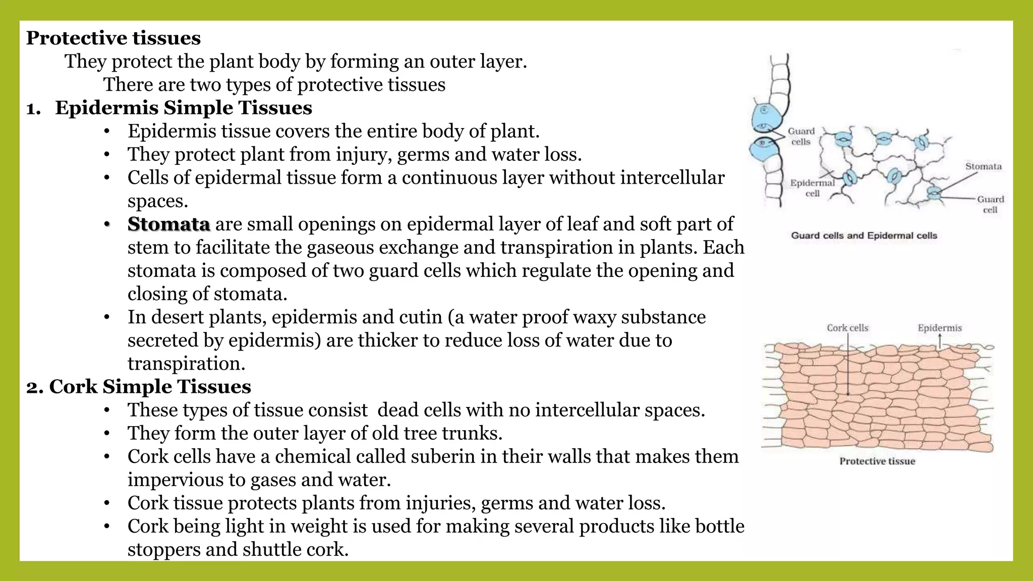 Class 9 tissues | PPTX