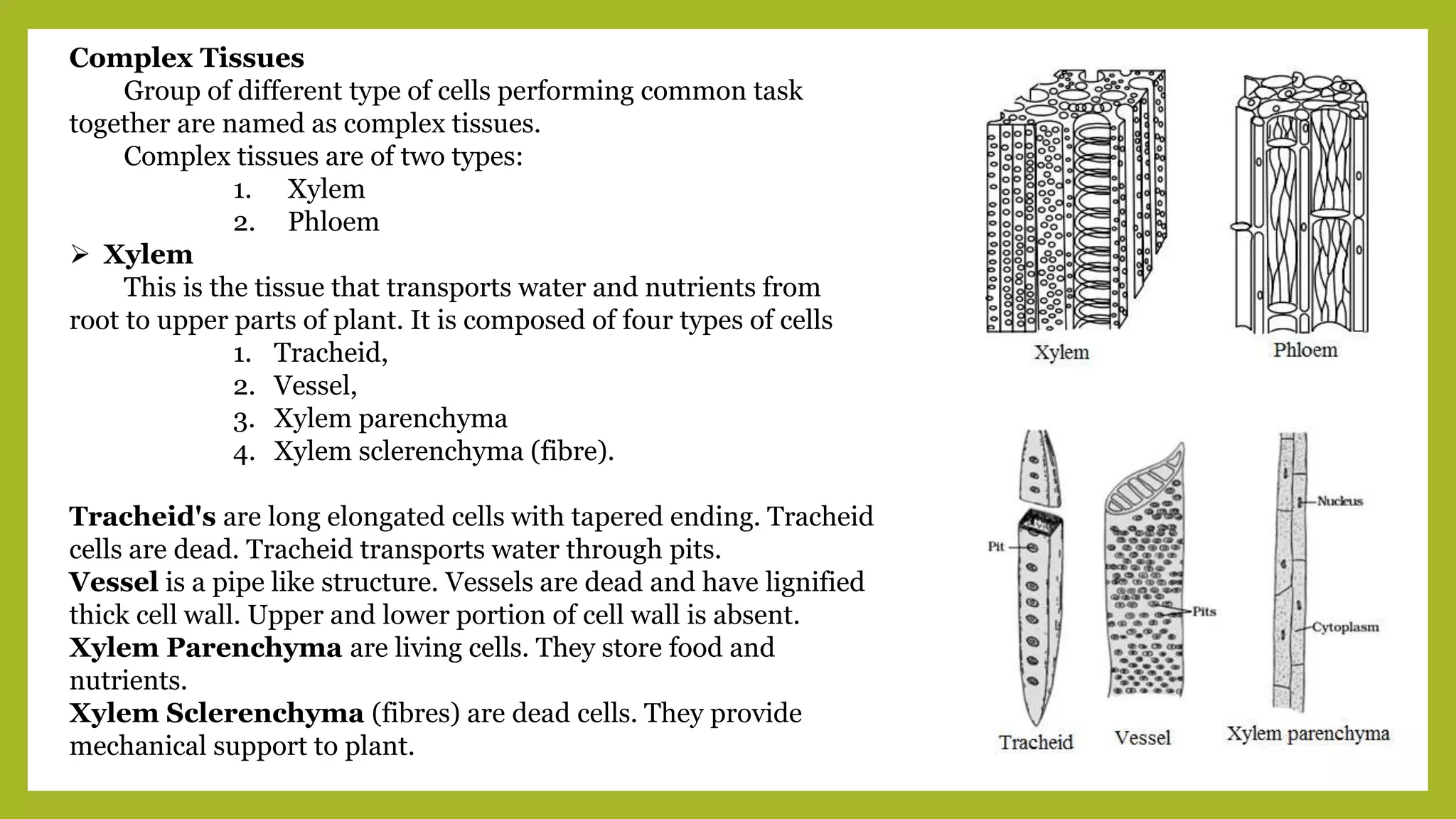Class 9 tissues | PPTX