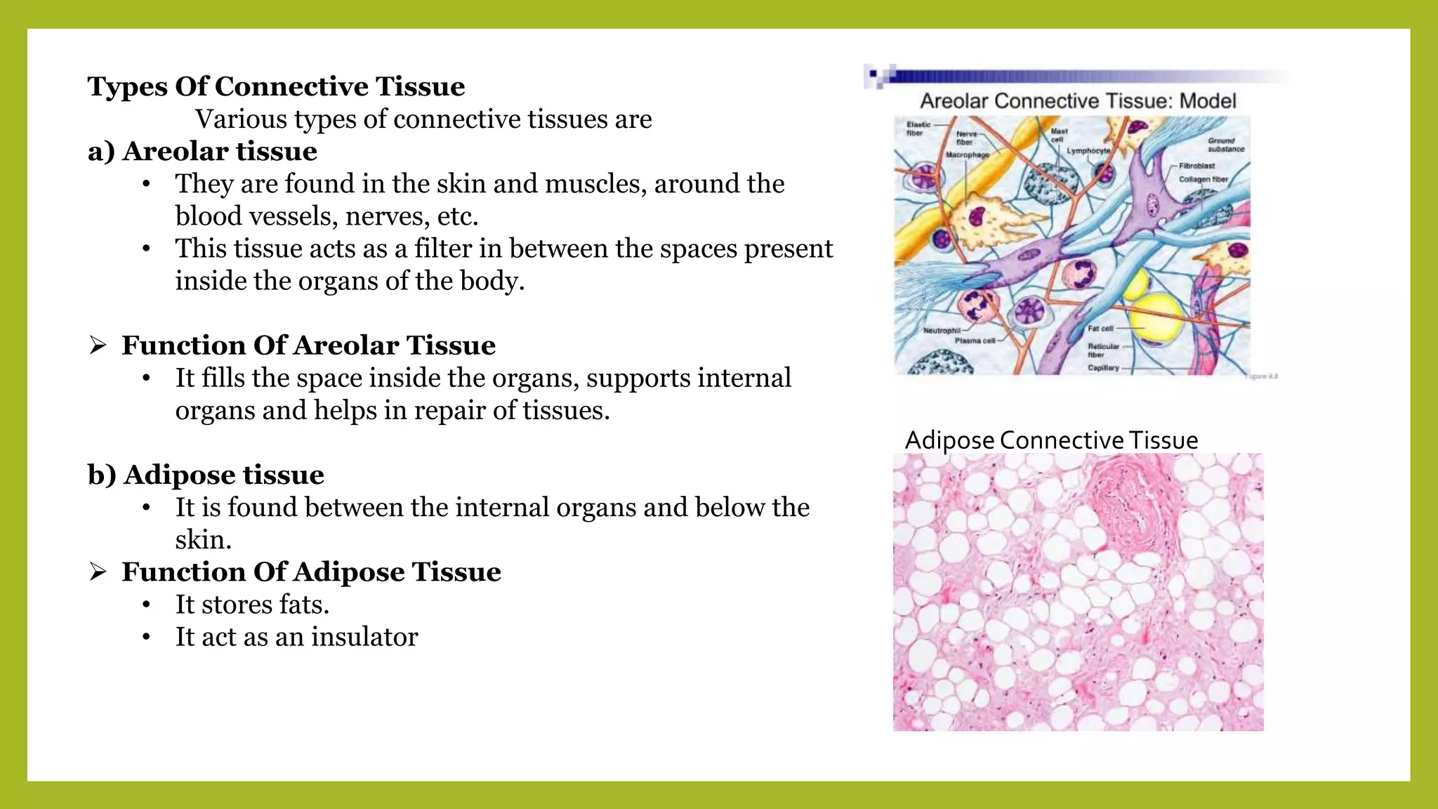 Class 9 tissues | PPTX