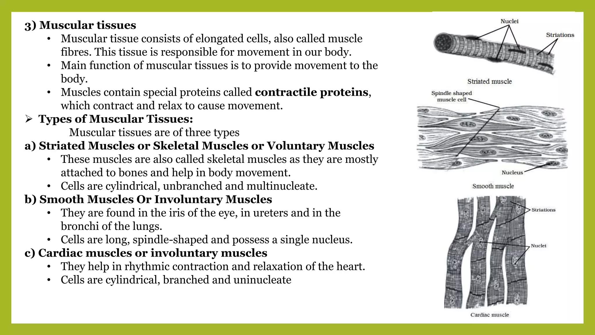 Class 9 tissues | PPTX