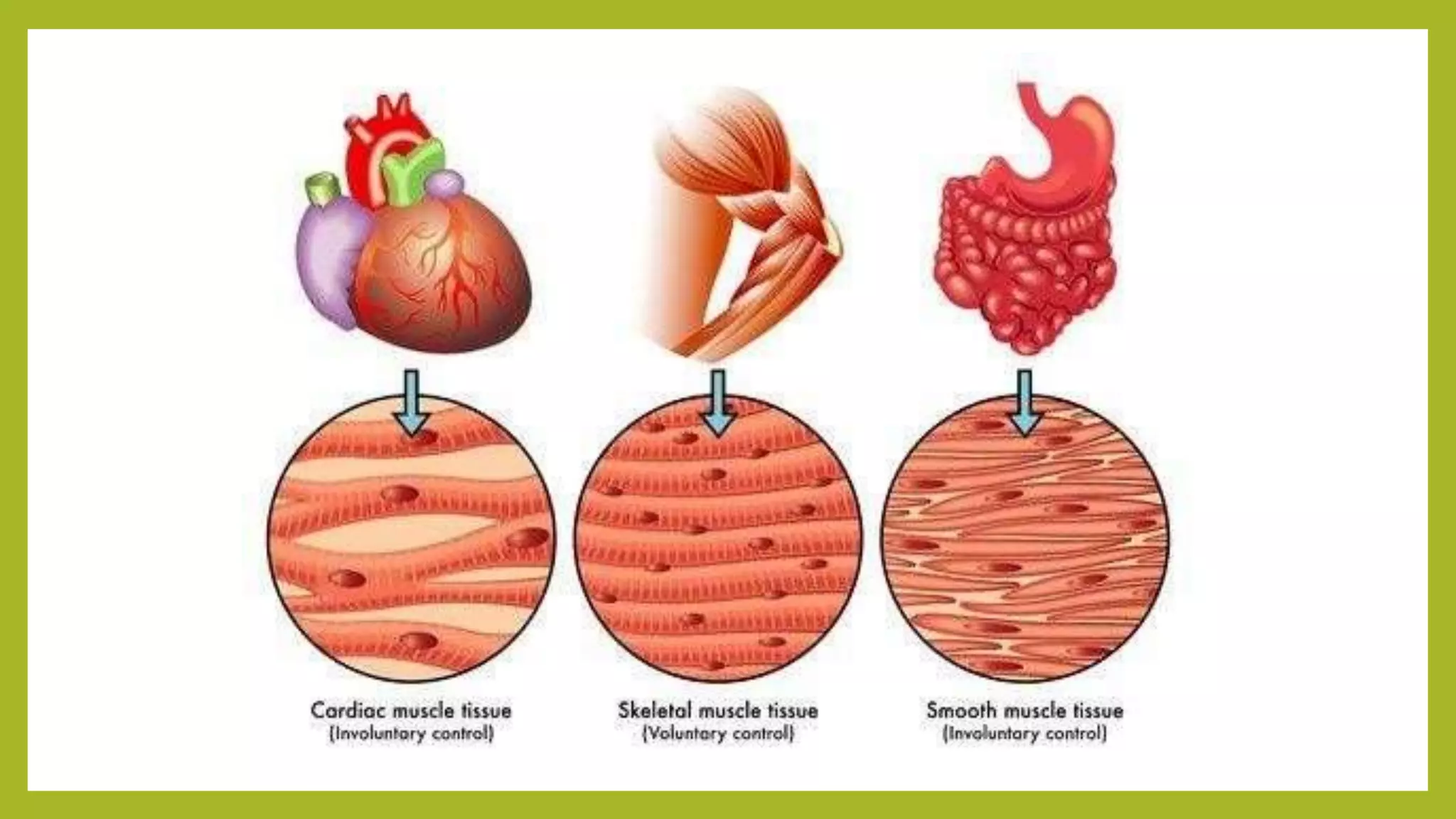 Class 9 tissues | PPTX