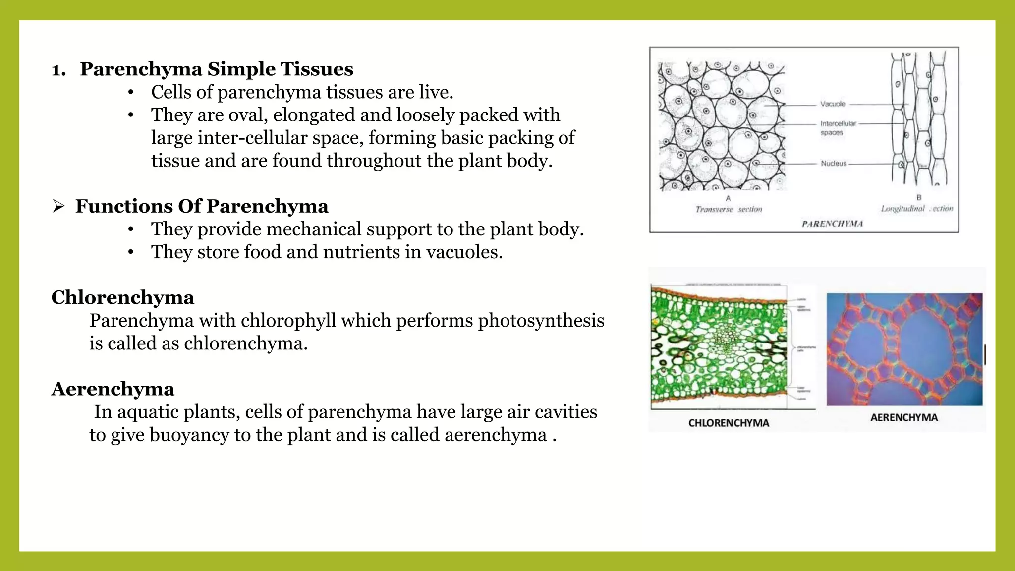 Class 9 tissues | PPTX