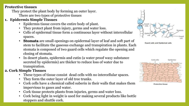 Class 9 tissues | PPTX