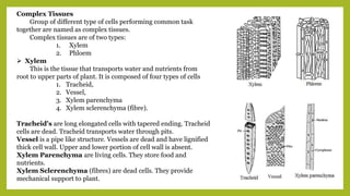 Class 9 tissues | PPTX