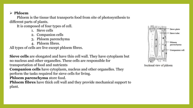 Class 9 tissues | PPTX