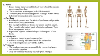 Class 9 tissues | PPTX