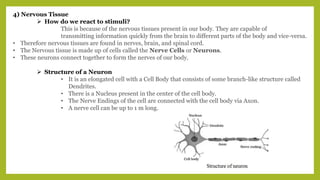 Class 9 tissues | PPTX