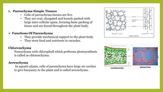 Class 9 tissues | PPTX