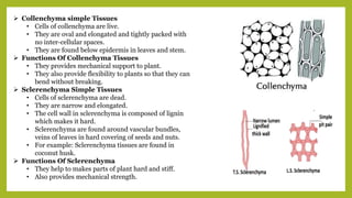 Class 9 tissues | PPTX