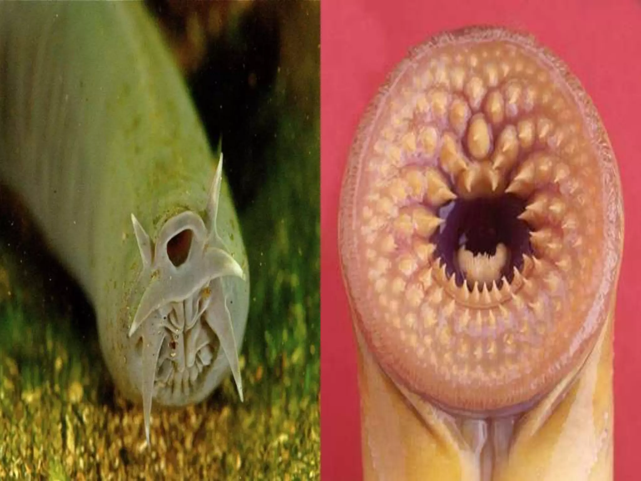 activity 3-lamprey | PPTX