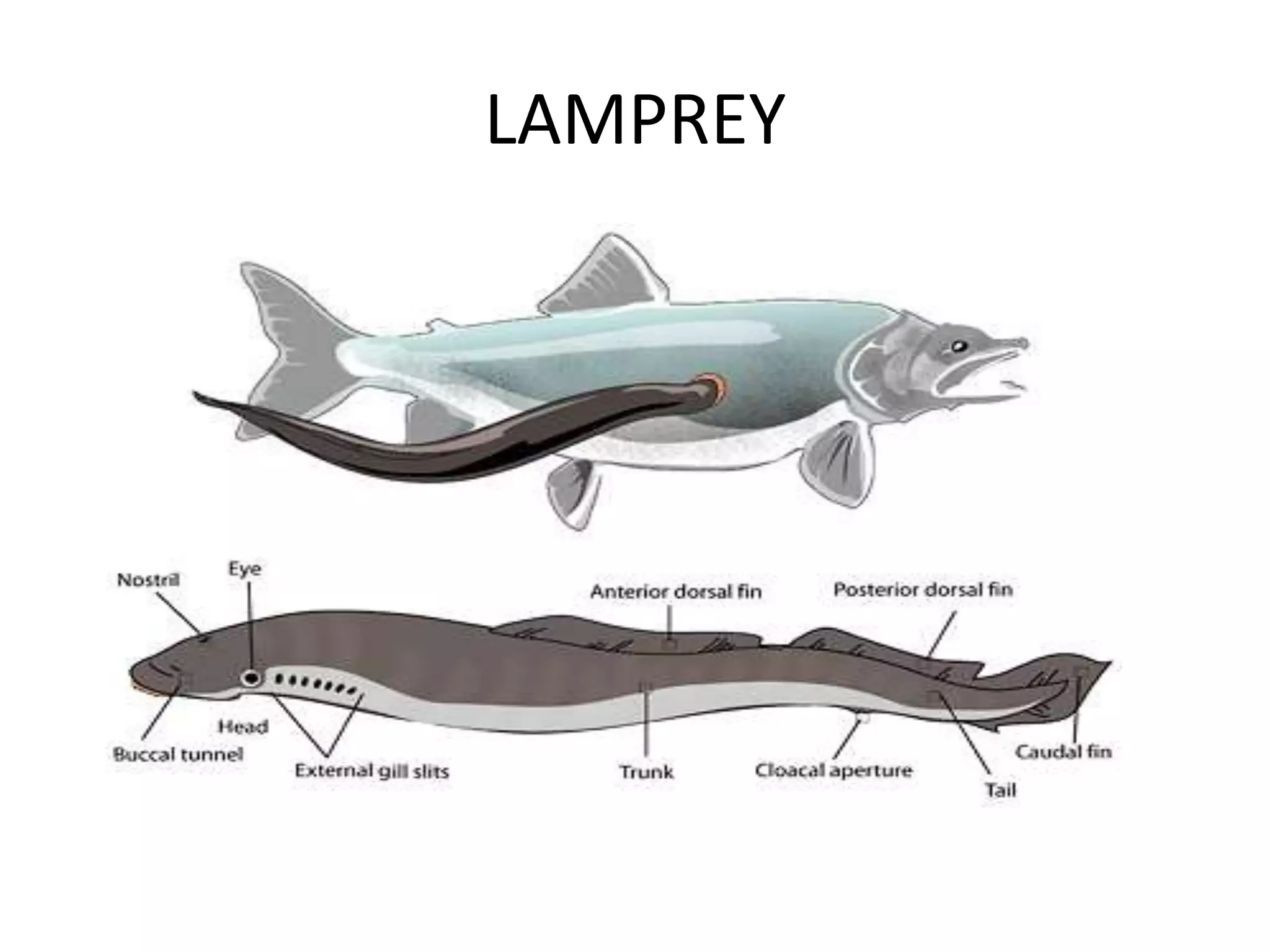 activity 3-lamprey | PPTX