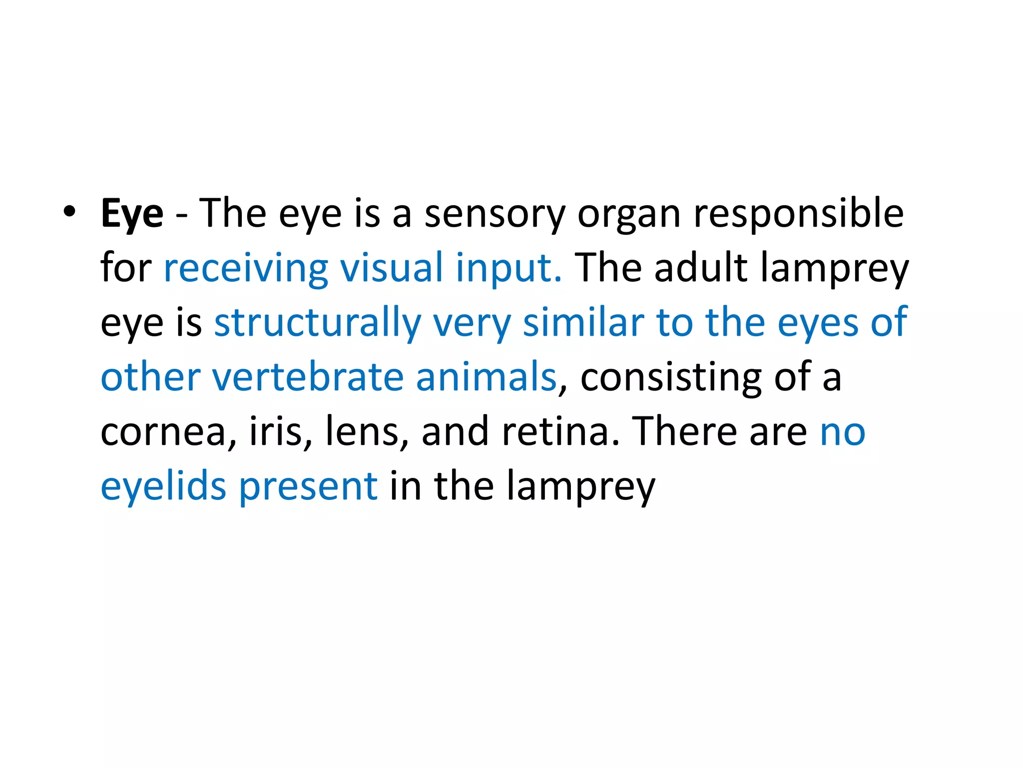 activity 3-lamprey | PPTX