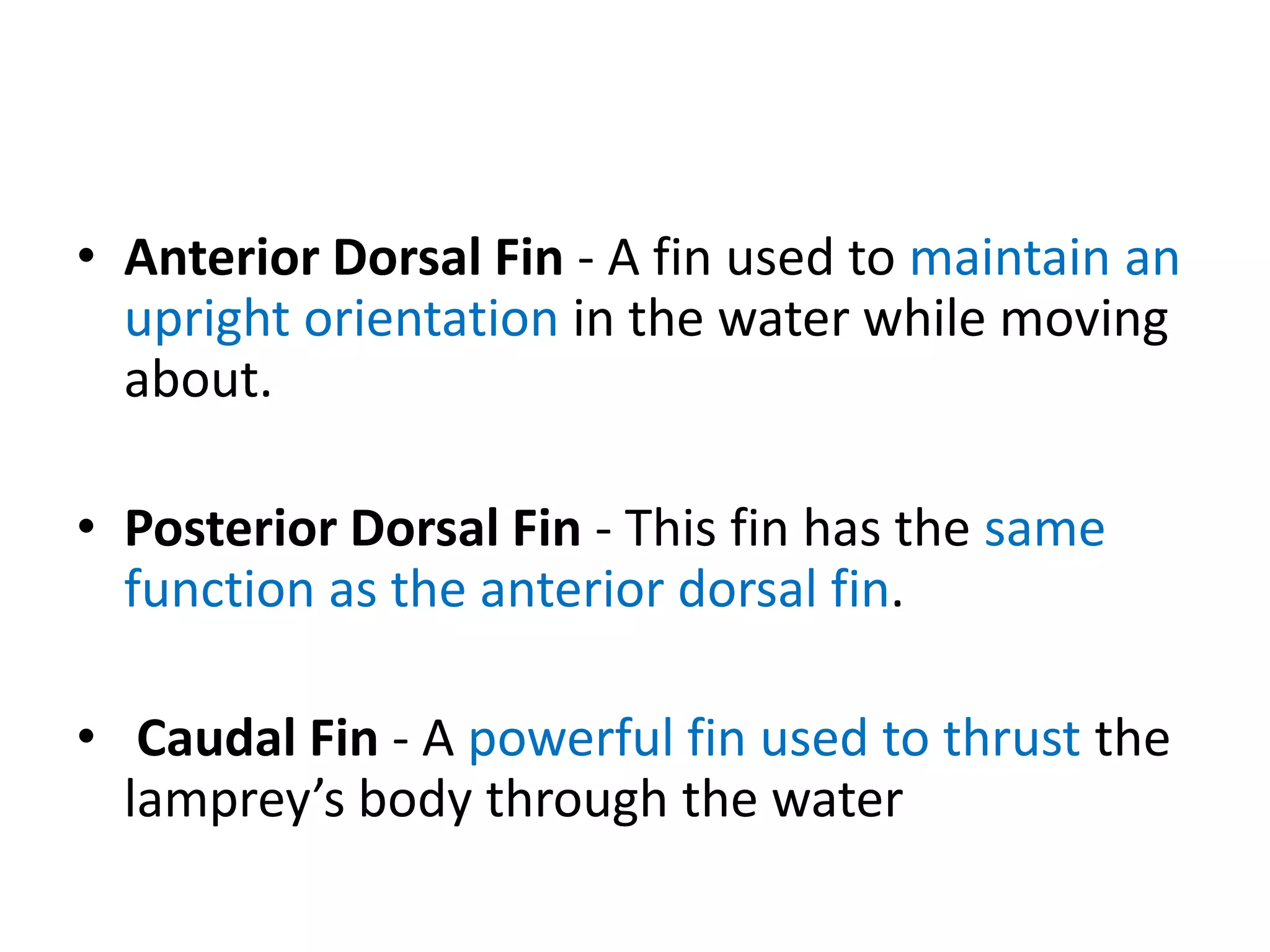 activity 3-lamprey | PPTX