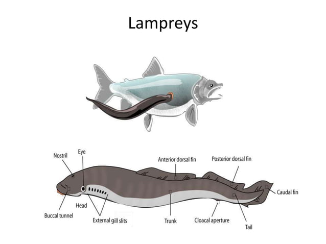 activity 3-lamprey | PPTX | Fish and Aquariums | Pets