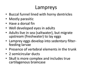 activity 3-lamprey | PPTX