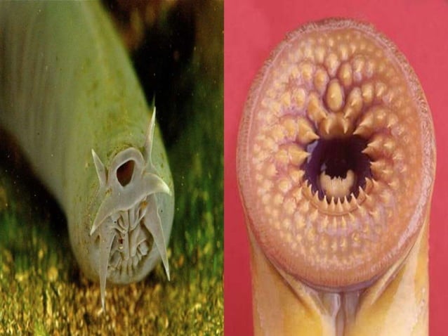activity 3-lamprey | PPTX | Fish and Aquariums | Pets