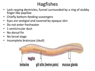Lamprey External Anatomy