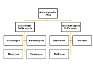 Class aminoglycosides 2 | PPTX